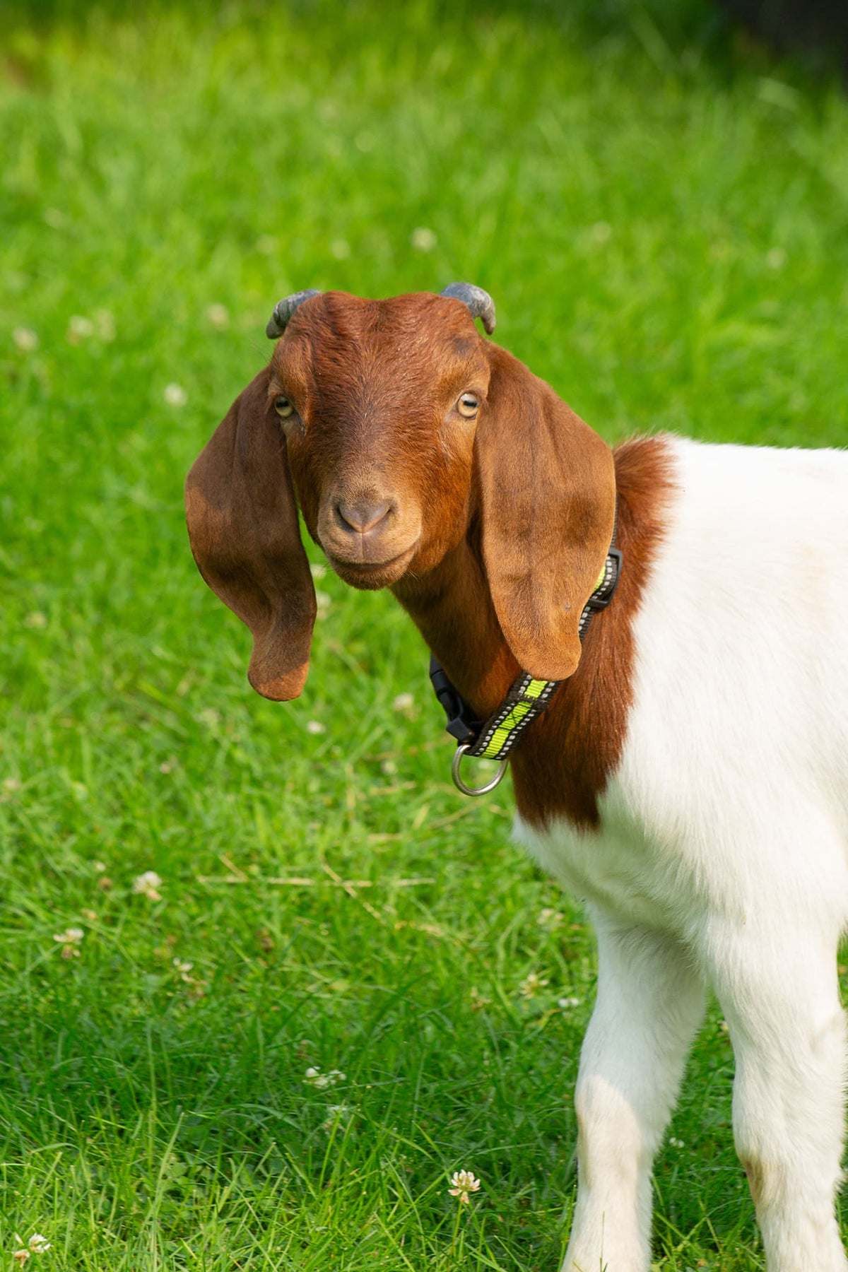 Meet Our Goats • Dionis Goat Milk Skincare
